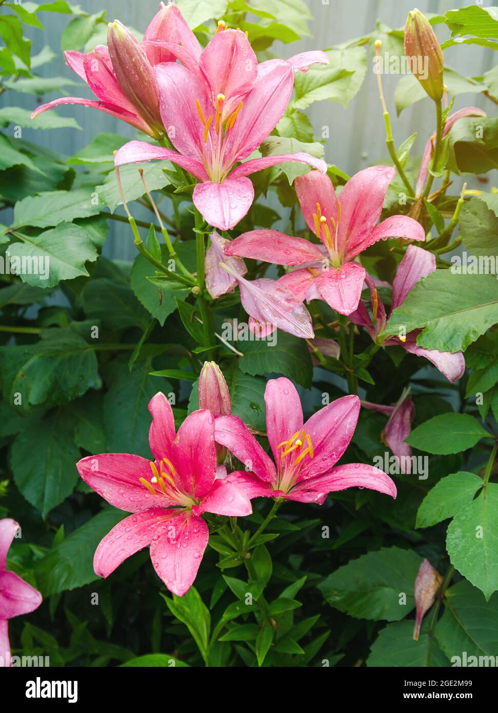 A beautiful bush of pink lilies growing in the garden after the rain ...