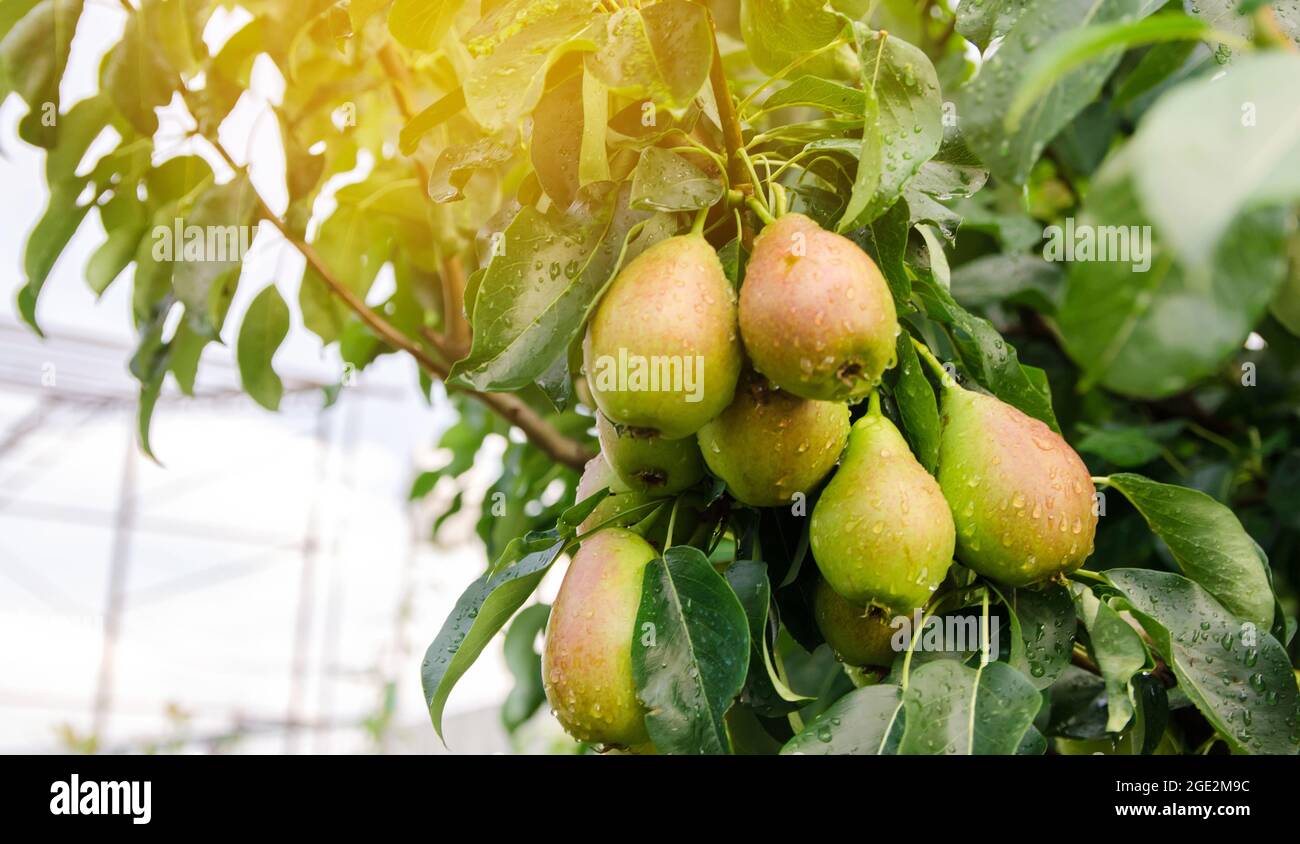 Ripe beautiful green pears grow in the garden. Fruits on the tree after ...