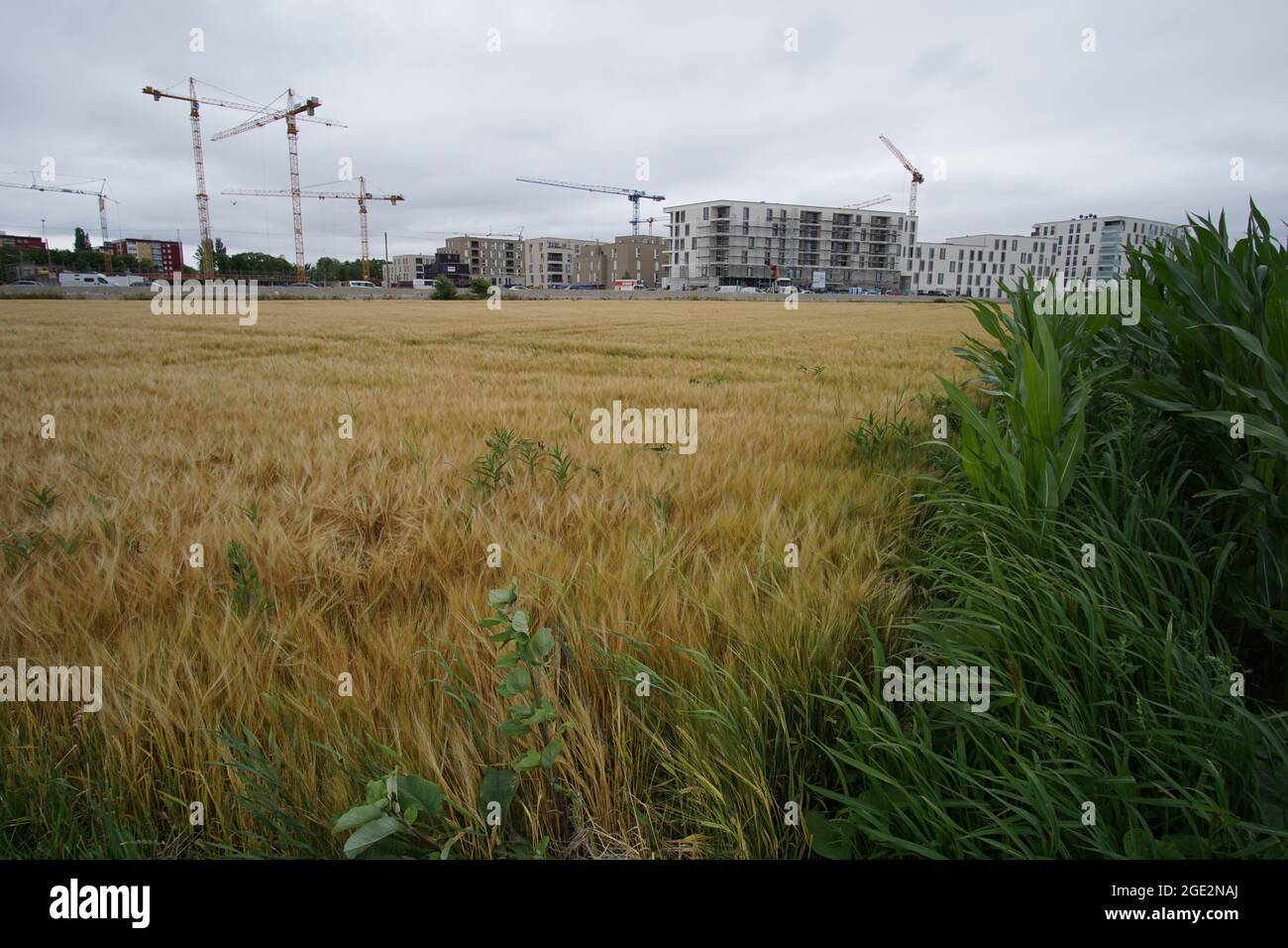 Gloomy gray sky over a vast yellow and green field of wheat and grass ...