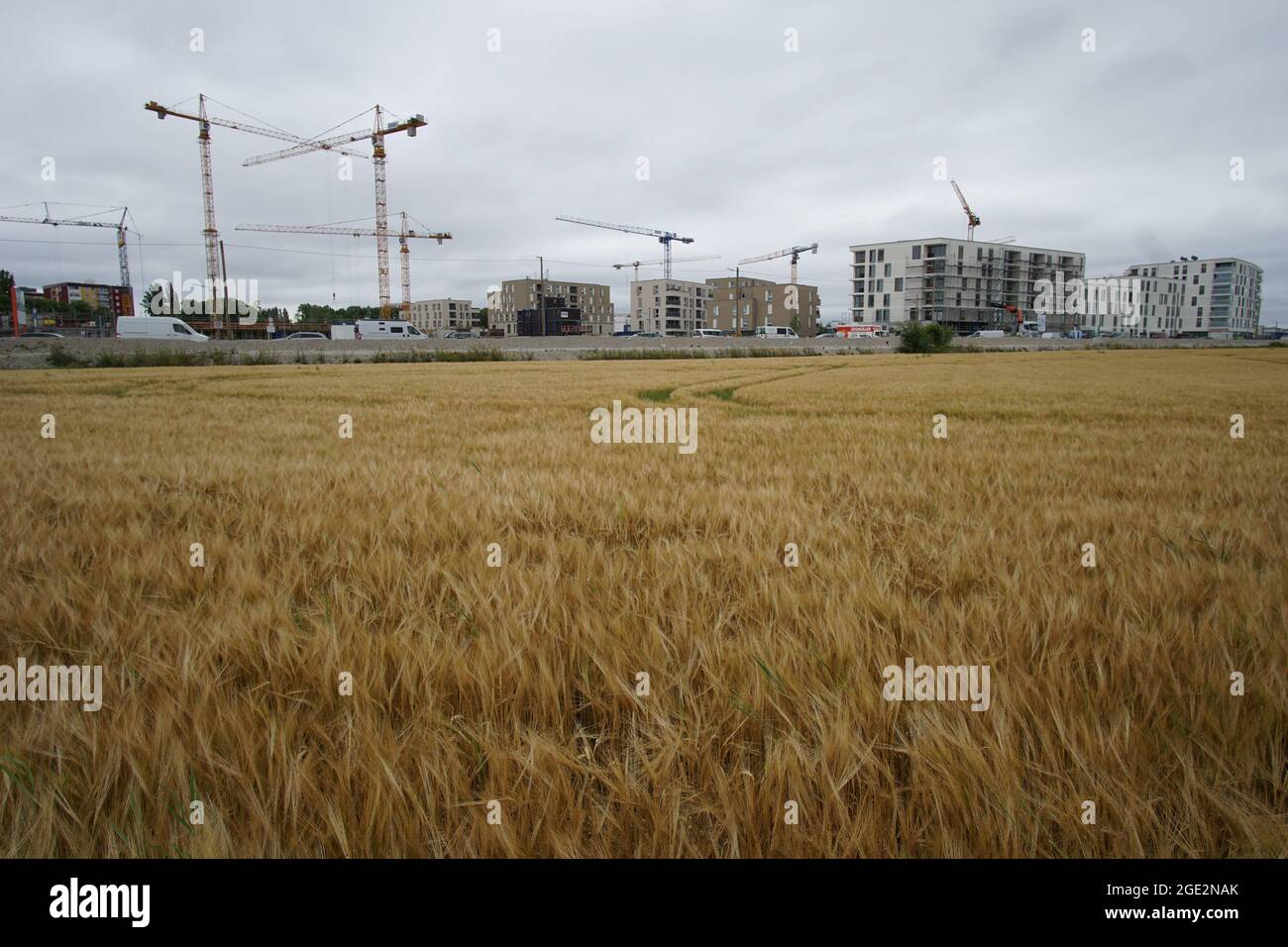 Yellow wheat field under a gloomy sky with buildings in the background ...