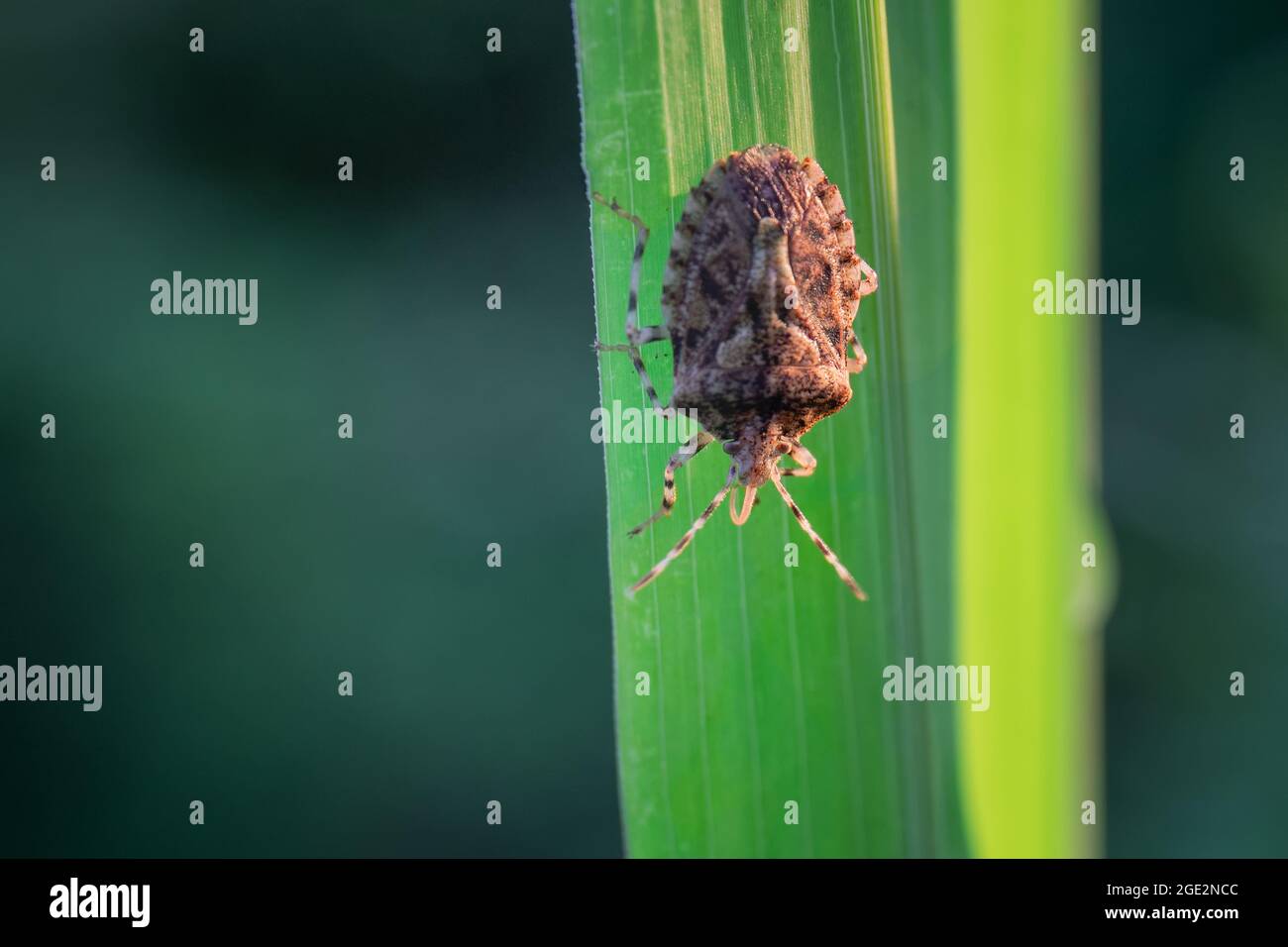 Chinche marrón hi-res stock photography and images - Alamy