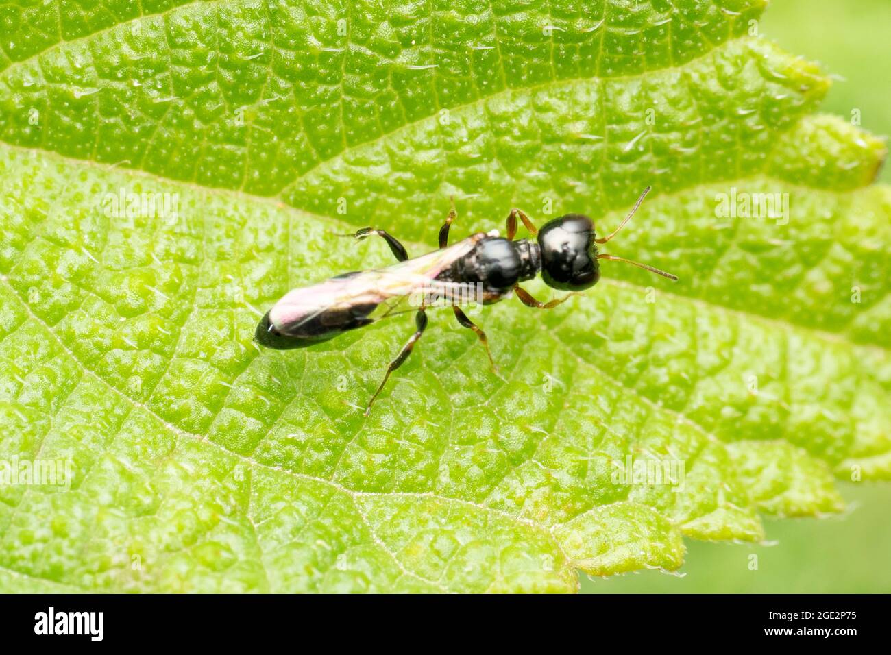 Cartoon aphid drawing hi-res stock photography and images - Alamy