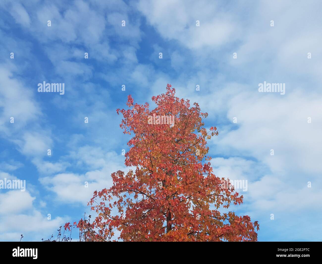 Beautiful maple tree red hi-res stock photography and images - Alamy