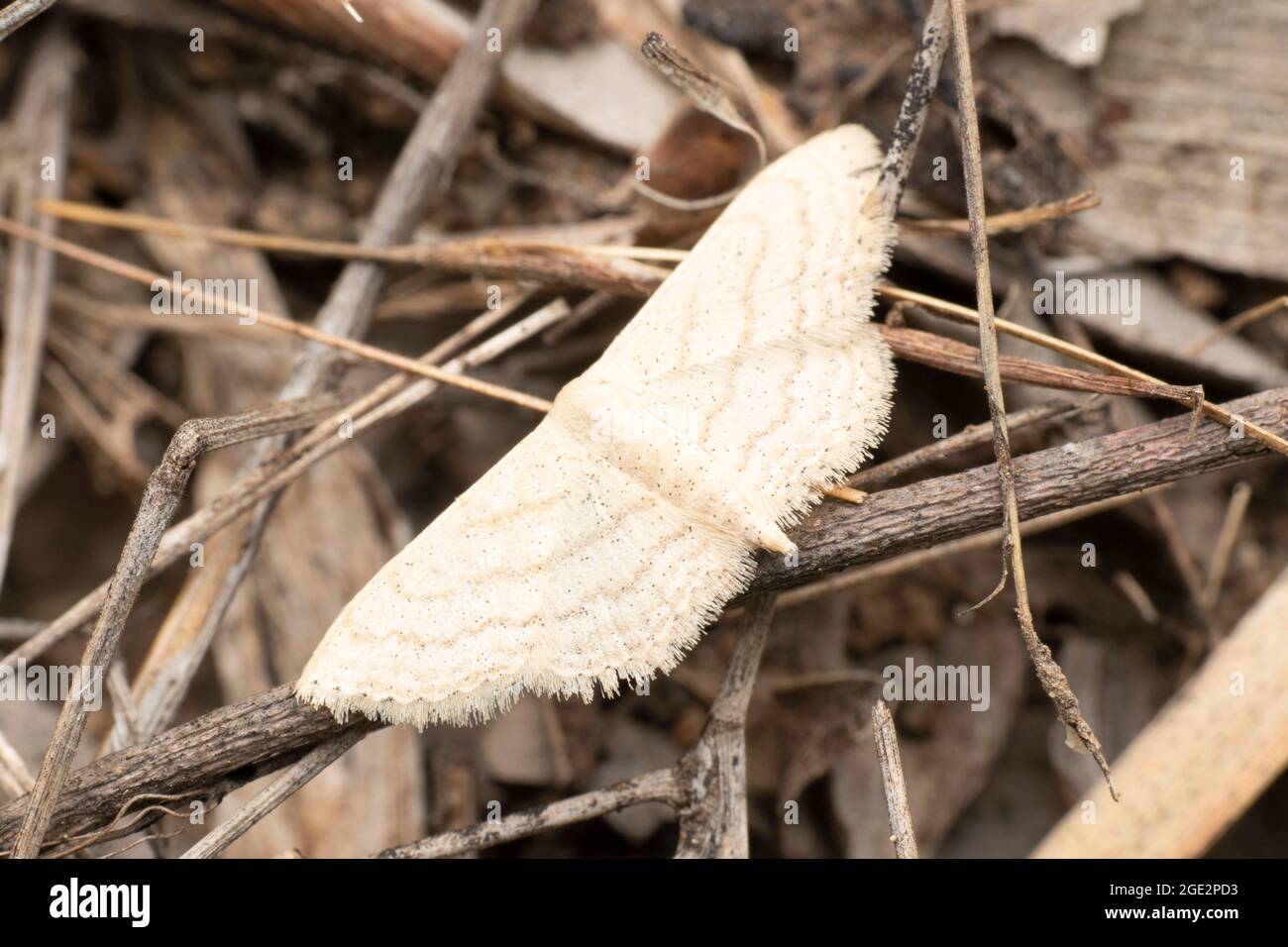 Scopula moth hi-res stock photography and images - Alamy