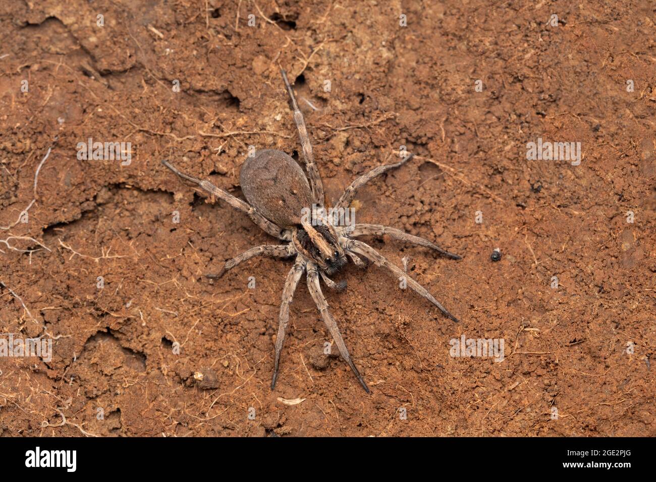 Full body view of Hogna radiata, Satara, Maharashtra, India Stock Photo ...