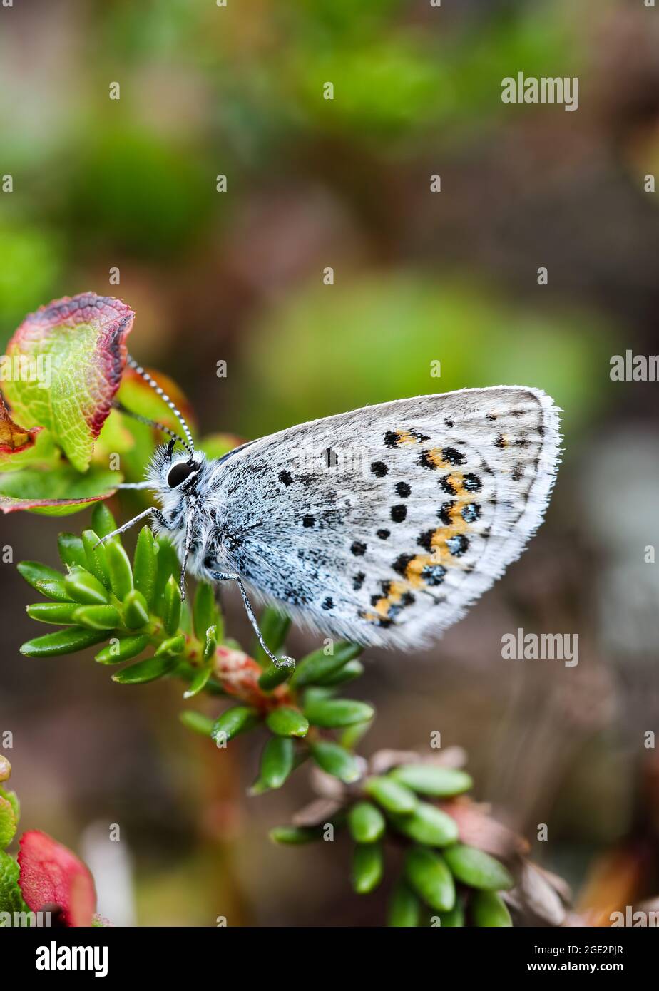 Blue spotted butterfly hi-res stock photography and images - Alamy