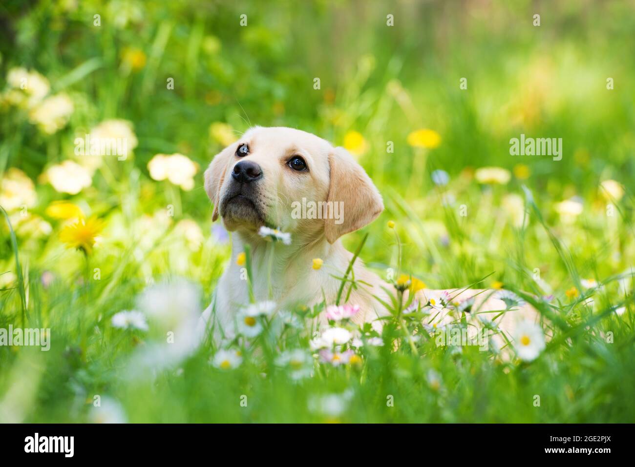Labrador puppy in a spring meadow Stock Photo - Alamy