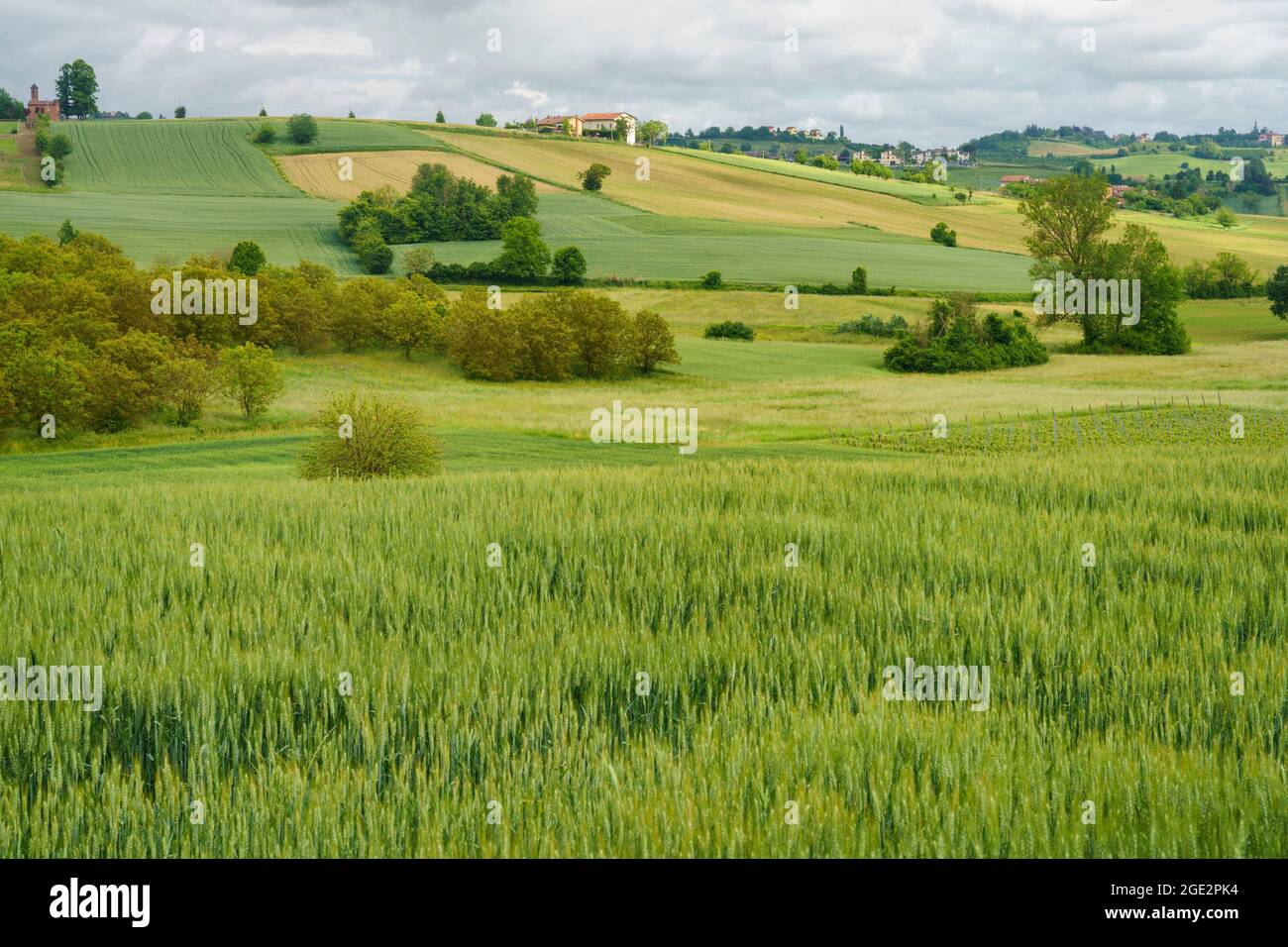 Rural landscape in Monferrato, Unesco World Heritage Site, near Calliano, Asti province ...