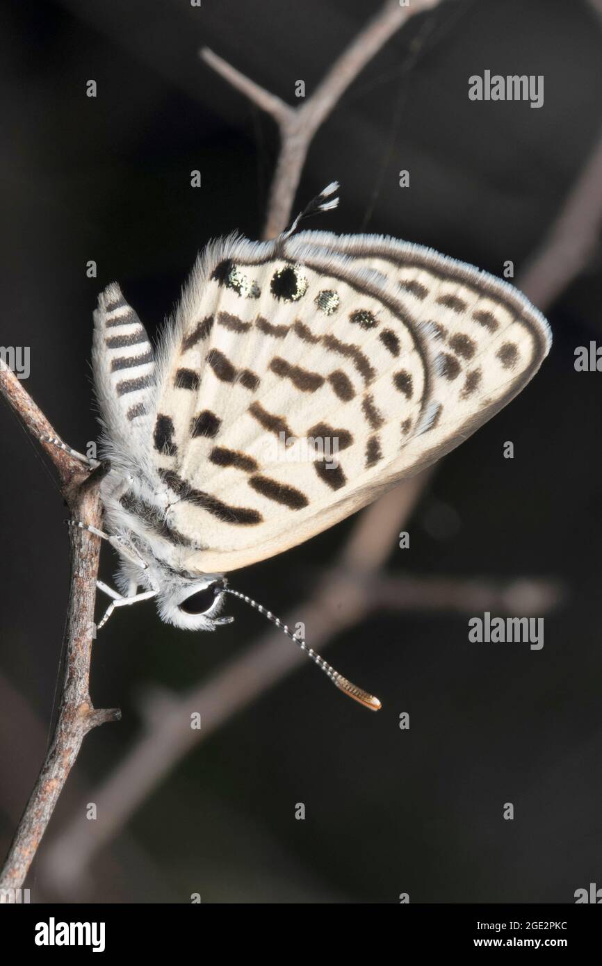 Plains cupid butterfly, Luthrodes pandava, Satara, Maharashtra, India ...