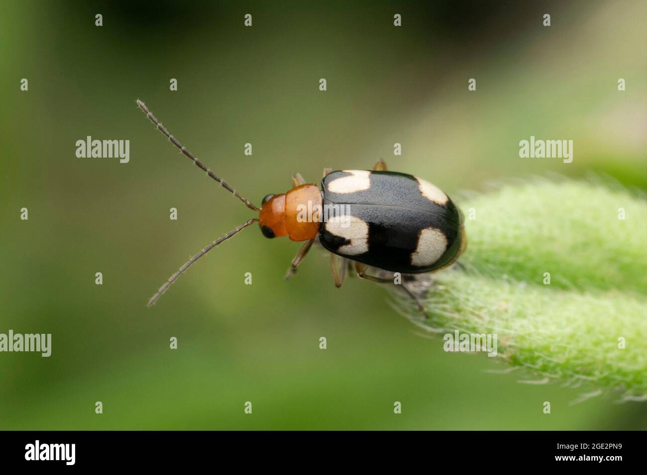 Monolepta, leaf beetle hi-res stock photography and images - Alamy