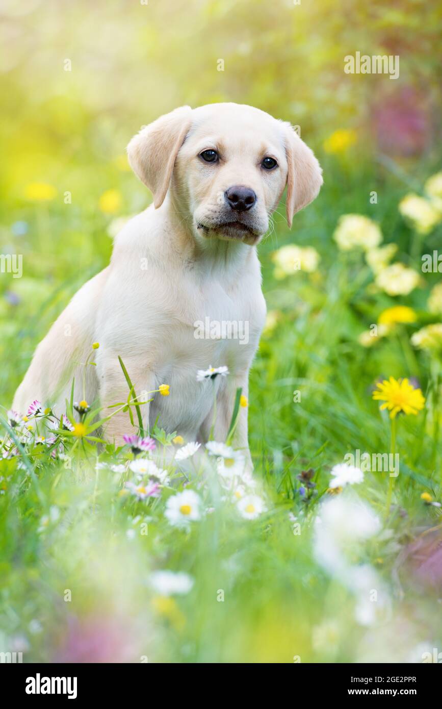 Labrador puppy in a spring meadow Stock Photo - Alamy
