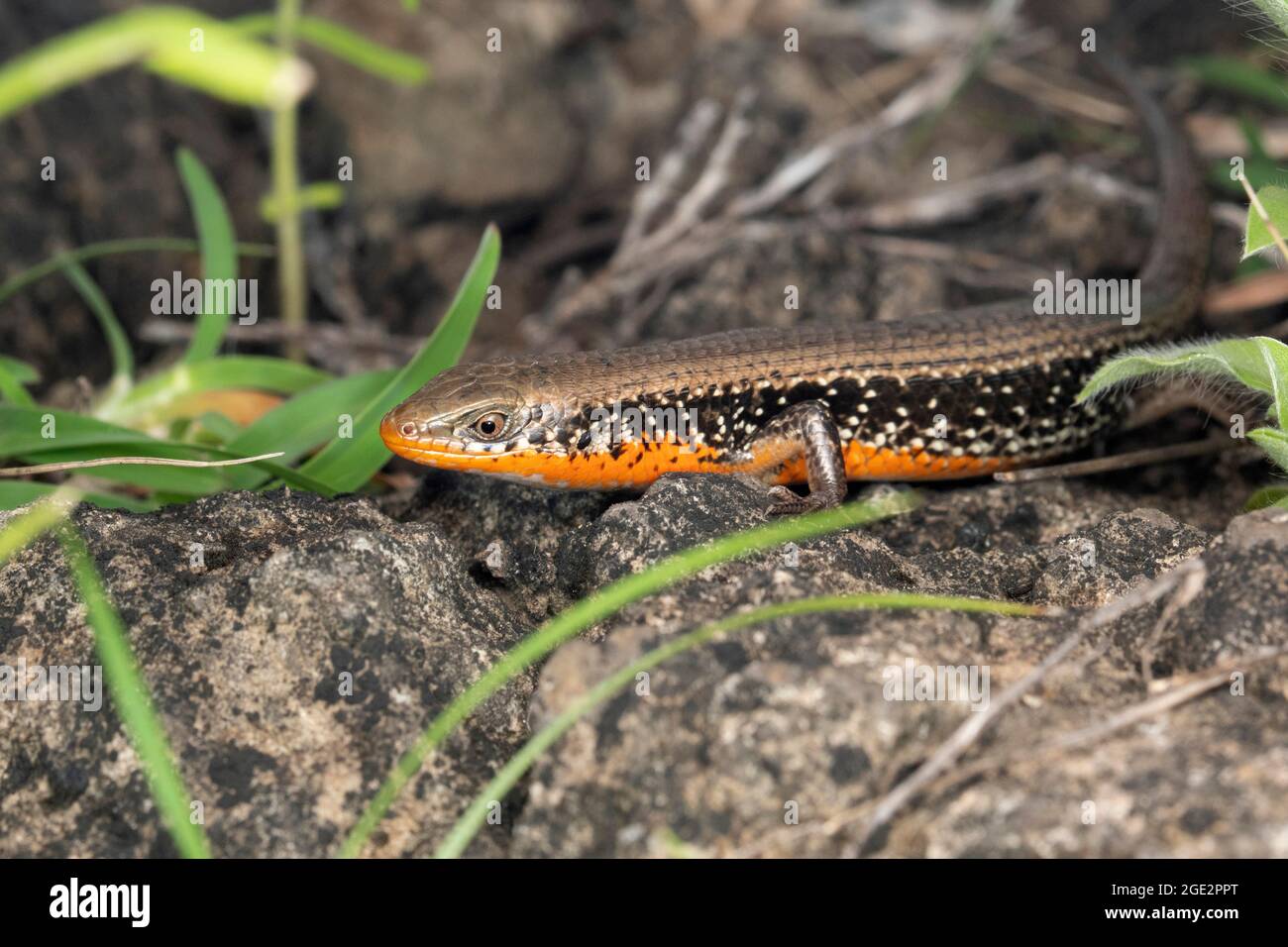 Snake skink, Eutrophis macularia, Satara, Maharashtra, India Stock ...
