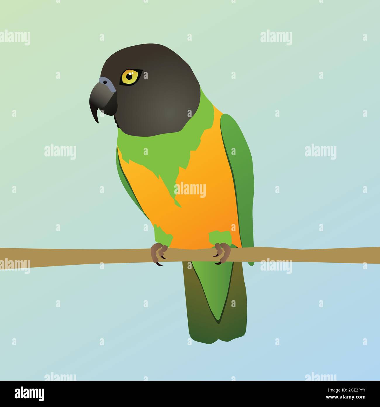 Senegal parrot Stock Vector Images - Alamy