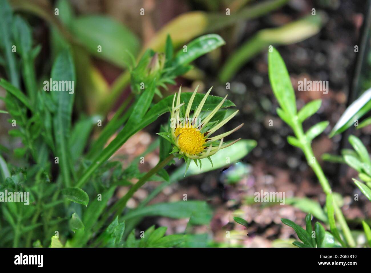 Simple plain daisy flower growing in the sunny summer garden Stock ...