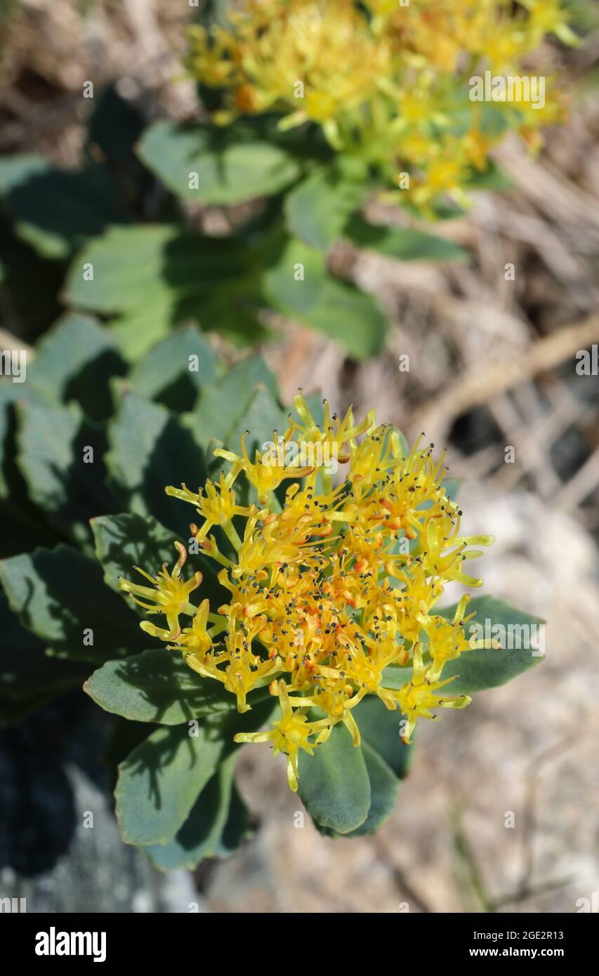 Golden root flower hi-res stock photography and images - Alamy
