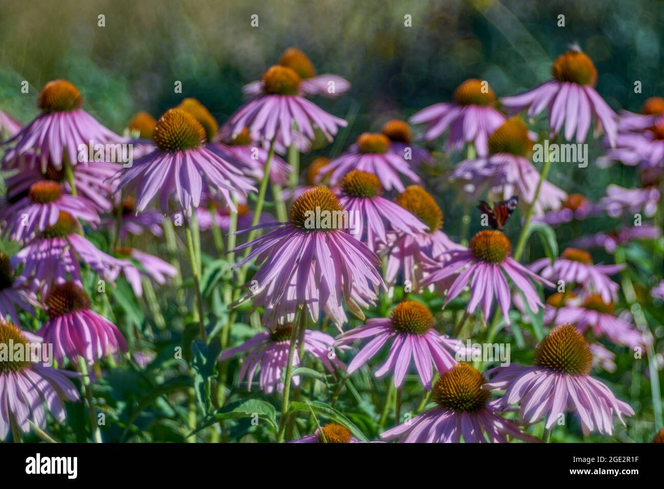 Soapbubble Bubble bokeh and floral abstracts photographed with Meyer Optik Gorlitz Trioplan 100/ ...