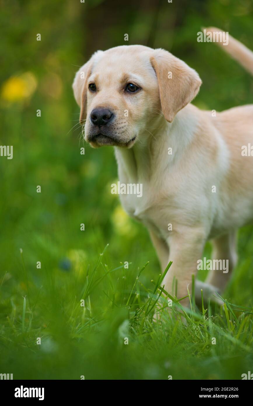 Labrador puppy in a spring meadow Stock Photo - Alamy