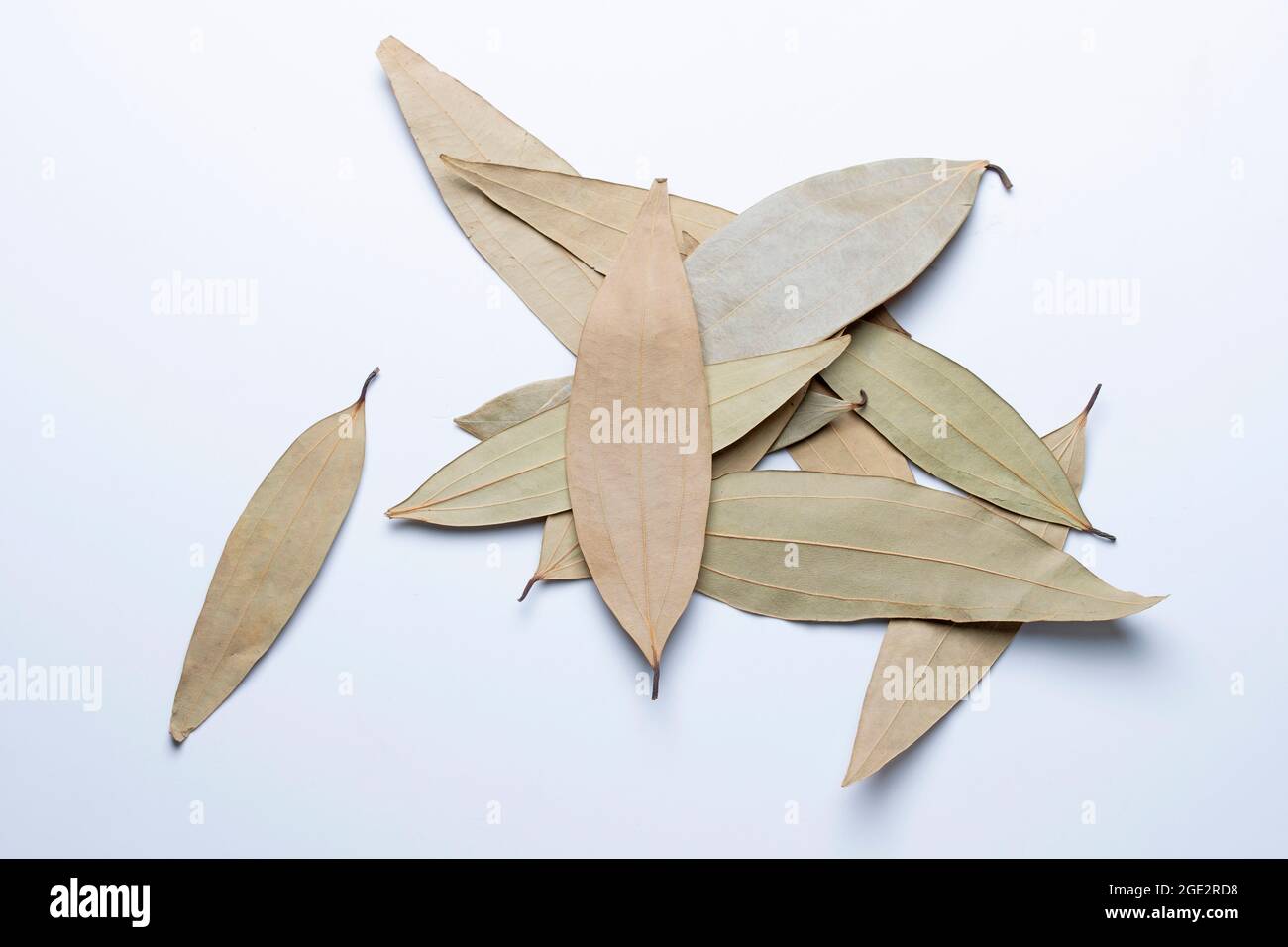 Leaf Spice or Talal patra, Cinnamomum tamala, Satara, Maharashtra ...