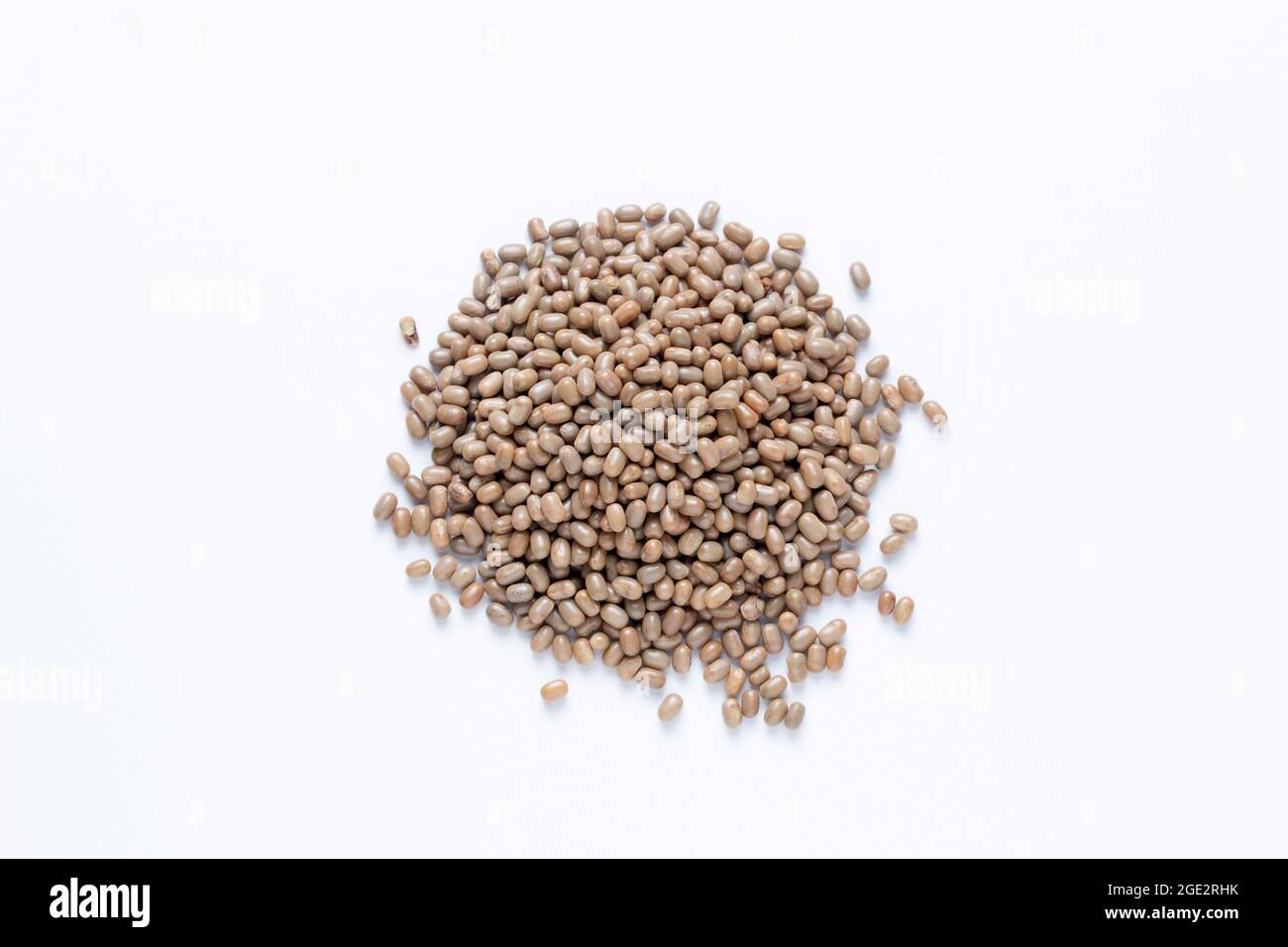 Moth bean, Vigna aconitifolia, Satara, Maharashtra, India Stock Photo ...