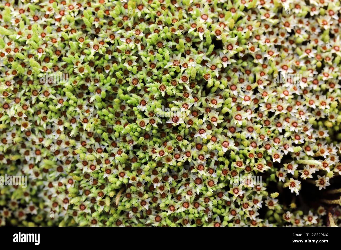 Fountain Apple-moss (Philonotis fontana) Moss growth Stock Photo - Alamy