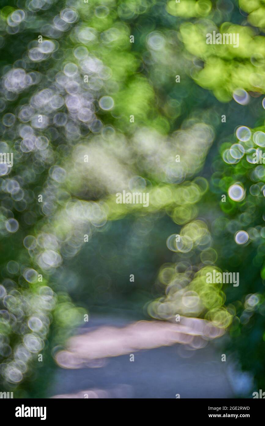 Soapbubble Bubble bokeh and floral abstracts photographed with Meyer Optik Gorlitz Trioplan 100/ ...
