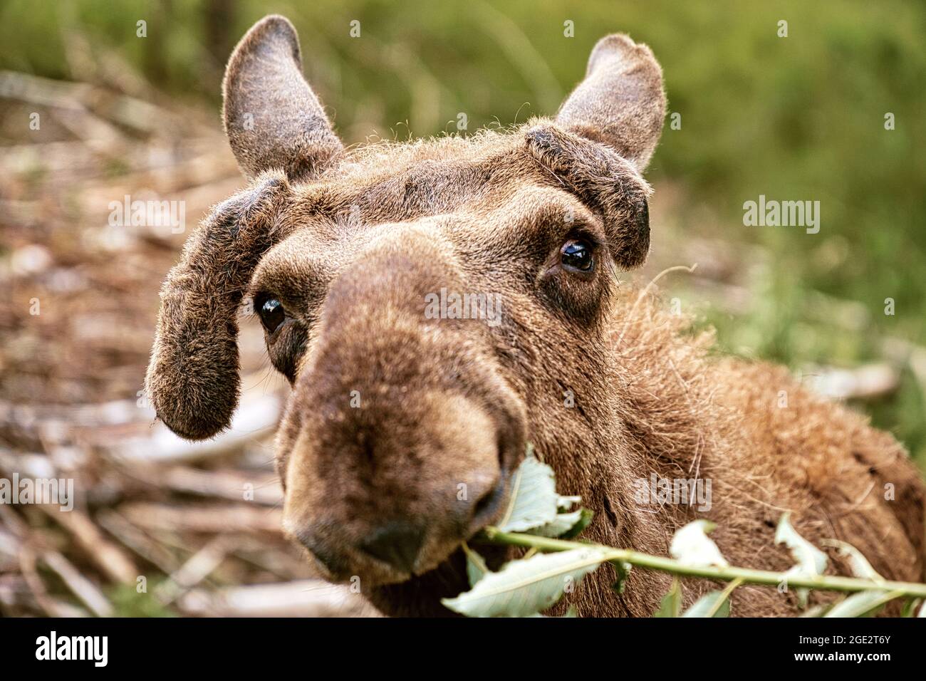 Not Impressed Animals