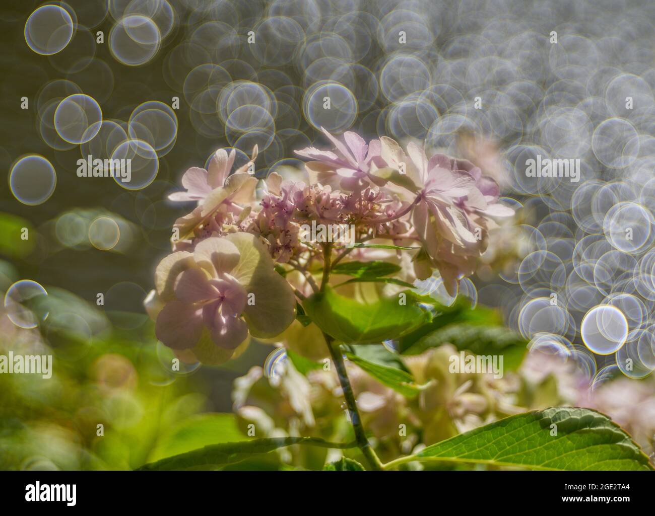 Soapbubble Bubble bokeh and floral abstracts photographed with Meyer Optik Gorlitz Trioplan 100/ ...