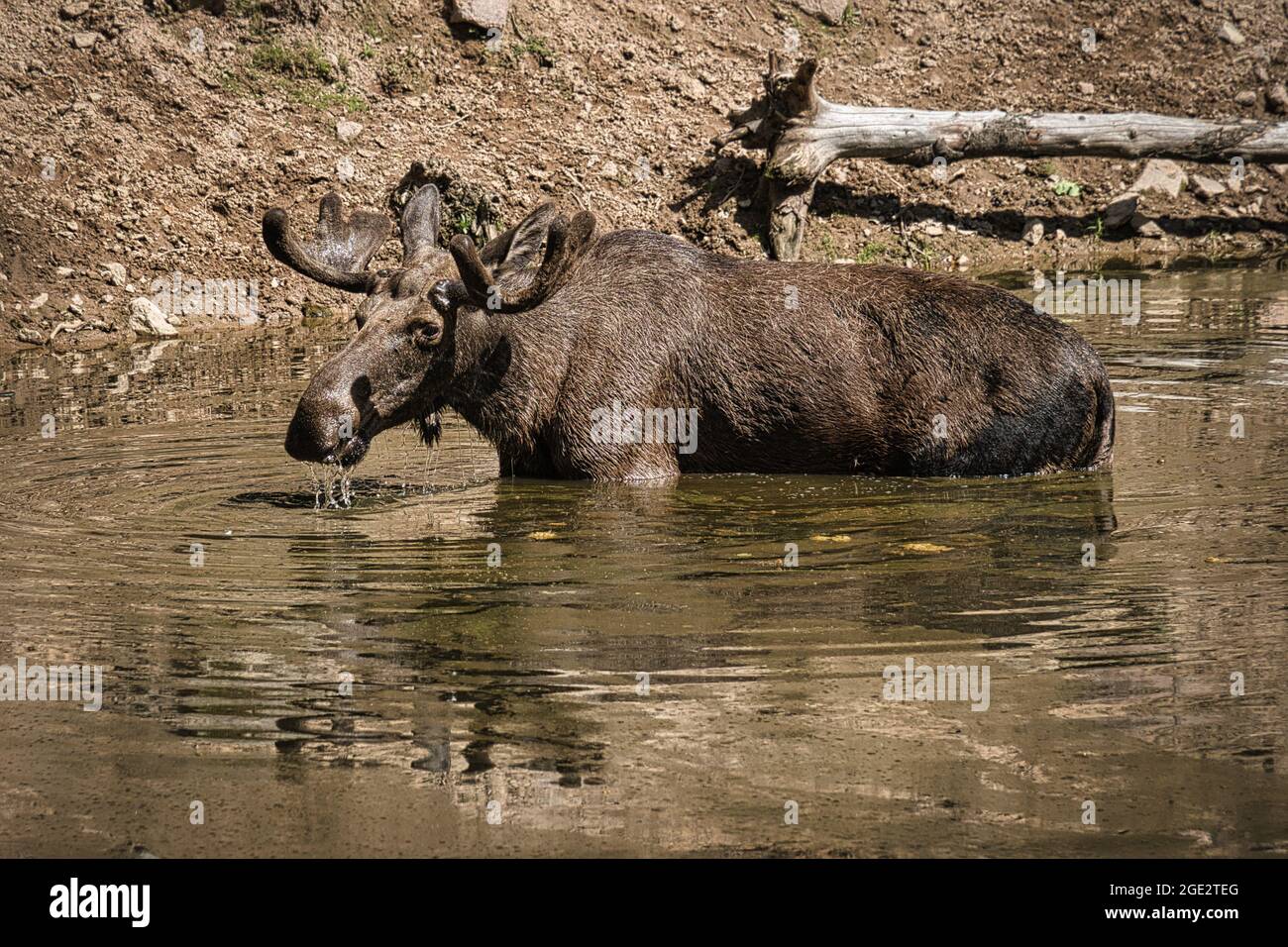 Not Impressed Animals