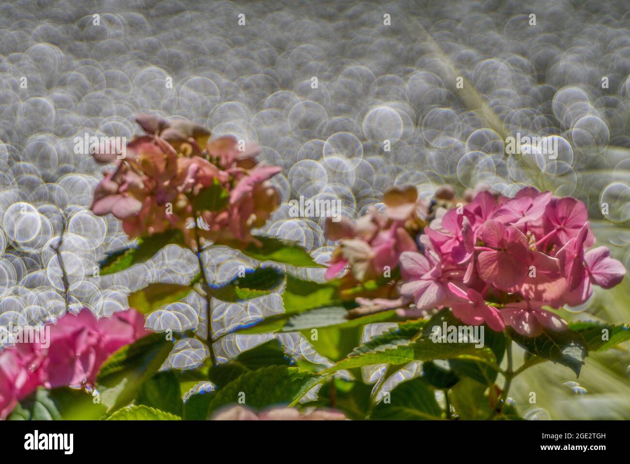 Soapbubble Bubble bokeh and floral abstracts photographed with Meyer Optik Gorlitz Trioplan 100/ ...