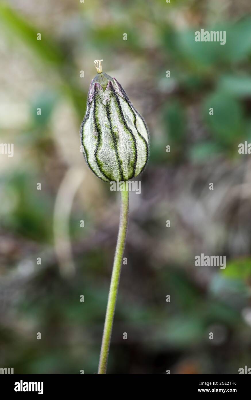 Nodding hi-res stock photography and images - Alamy