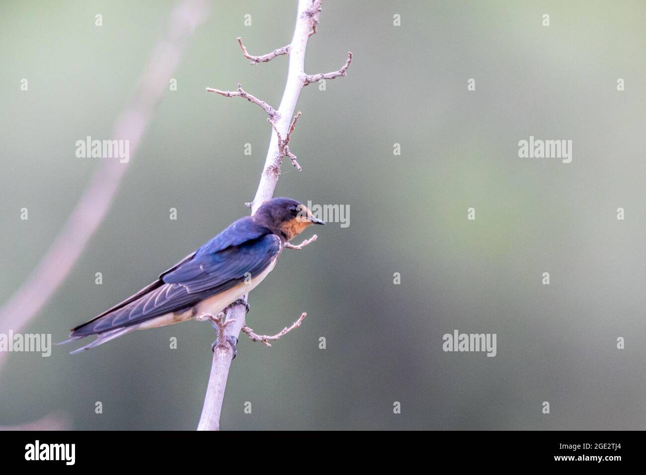 Swallow hirundo rustica hirundinidae family hi-res stock photography ...