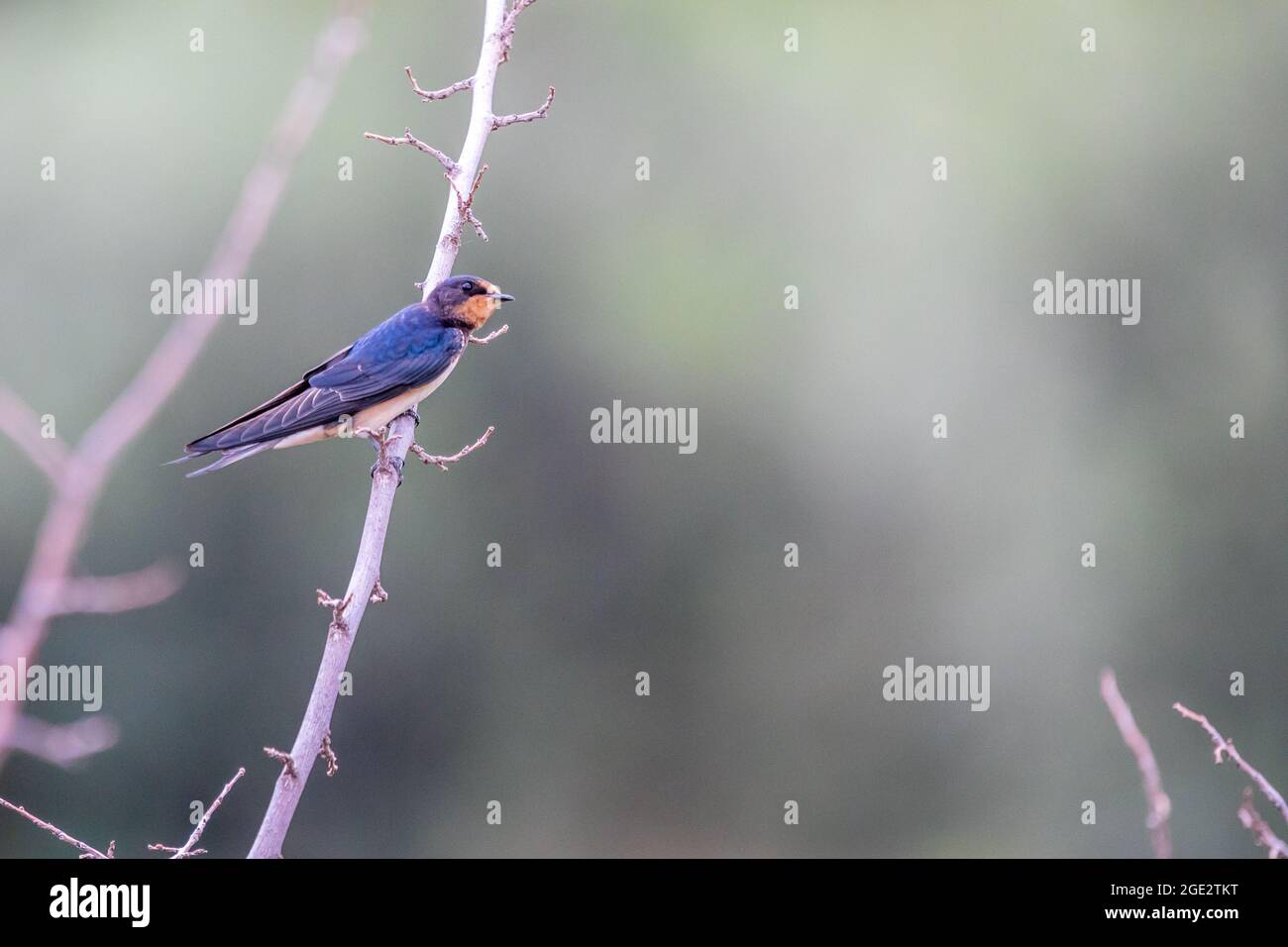 Swallow Hirundo Rustica Hirundinidae Family High Resolution Stock ...
