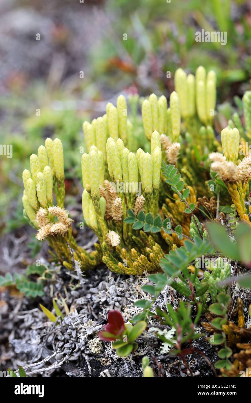 Alpine ferns hi-res stock photography and images - Alamy
