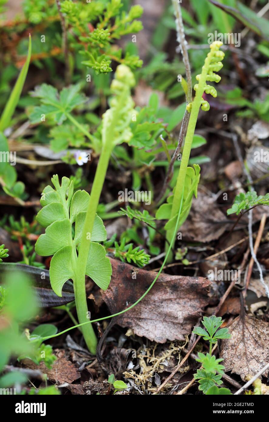 Moonwort fern botrychium lunaria hi-res stock photography and images ...