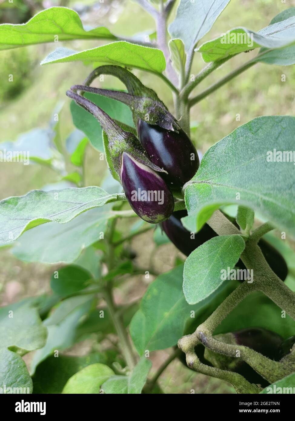 Organic Brinjals or egg plant growing in farm Stock Photo - Alamy