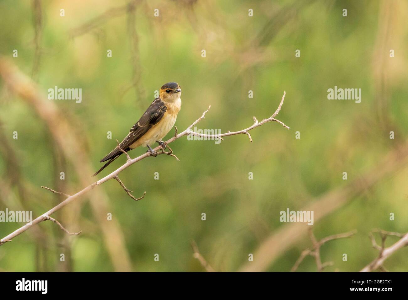 Cecropis rufula, European Red-rumped Swallow Perching on a Branch Stock ...