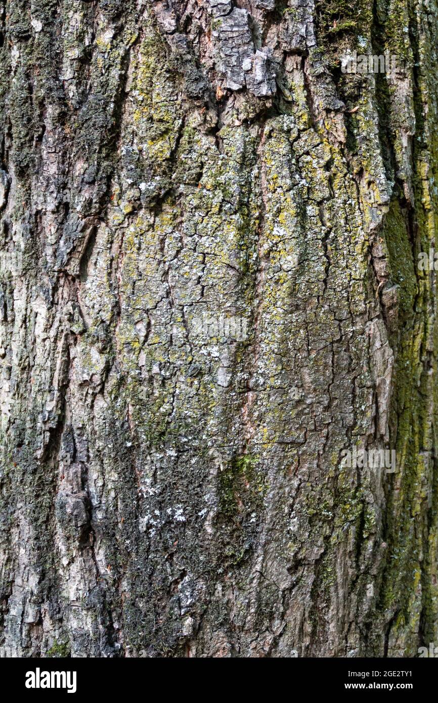 tree texture close up view, empty background Stock Photo - Alamy