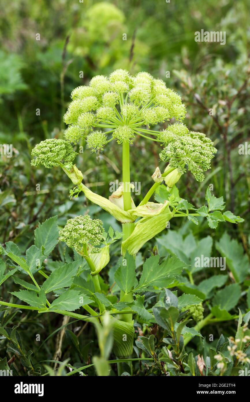 Norwegian wild celery Stock Photo - Alamy