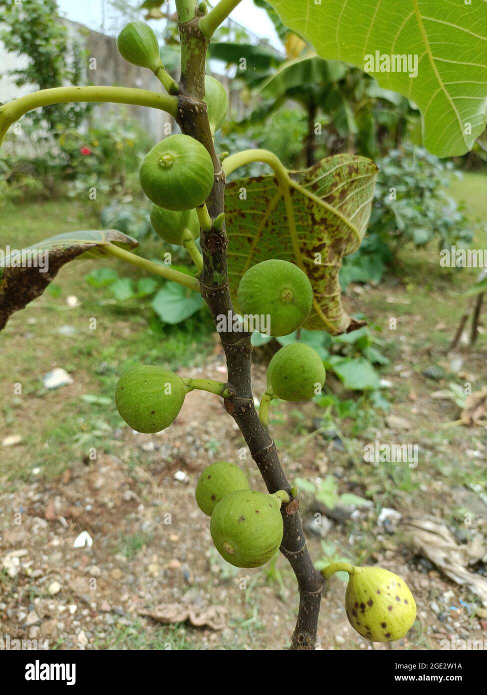 Fruits fig anjeer tree hi-res stock photography and images - Alamy