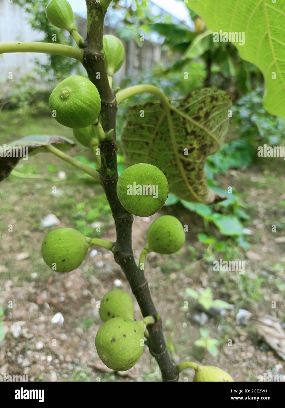 Fruits fig anjeer tree hi-res stock photography and images - Alamy