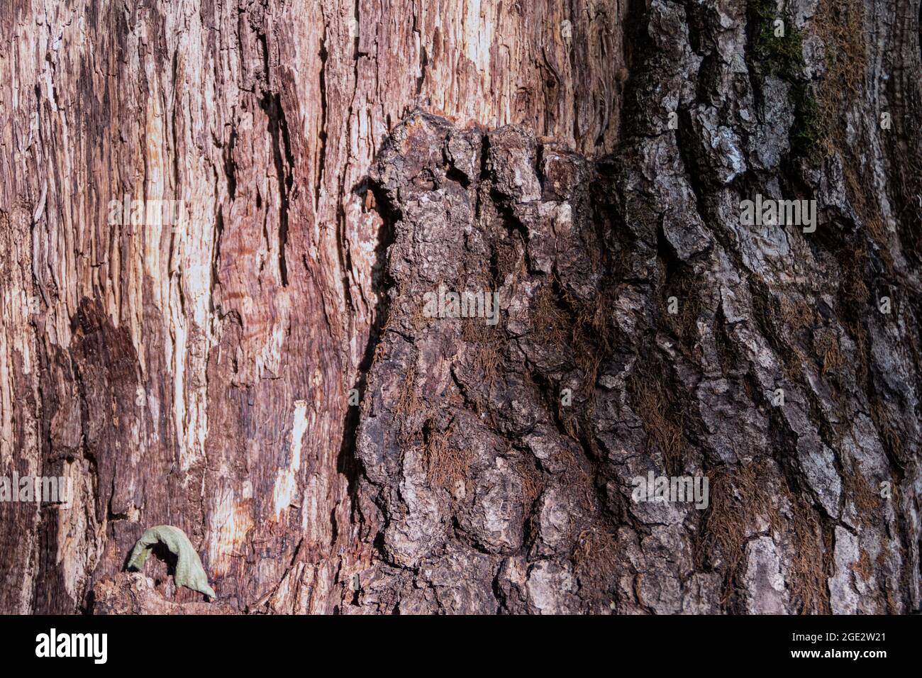 tree texture close up view, empty background Stock Photo - Alamy