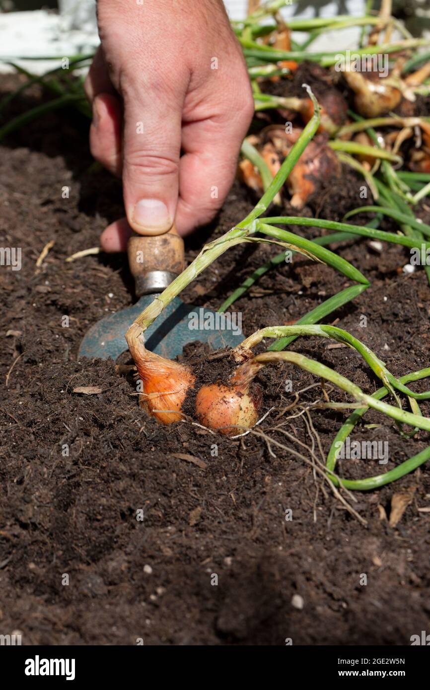 Man digging harvesting shallots, Red Sun variety, from a raised ...