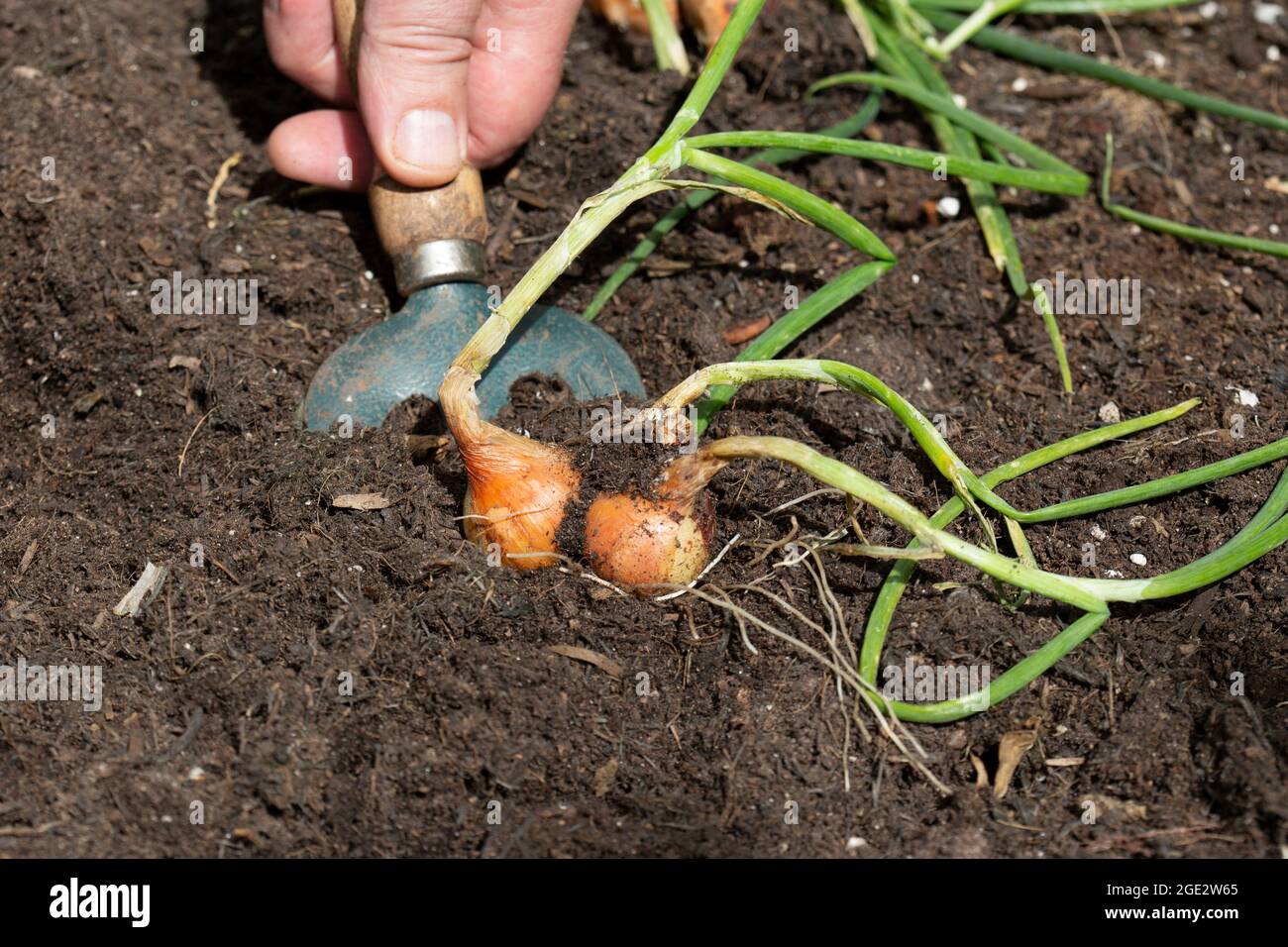 Man digging harvesting shallots, Red Sun variety, from a raised ...
