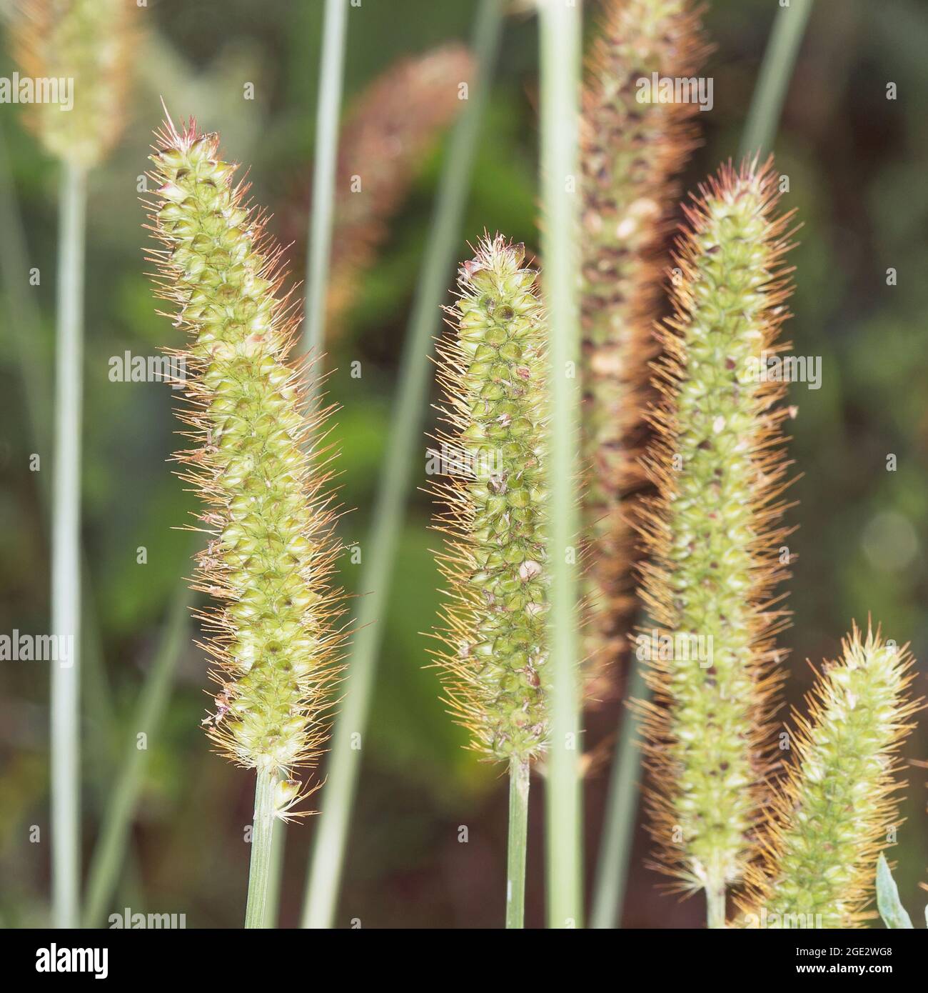 Grassland garden hi-res stock photography and images - Alamy