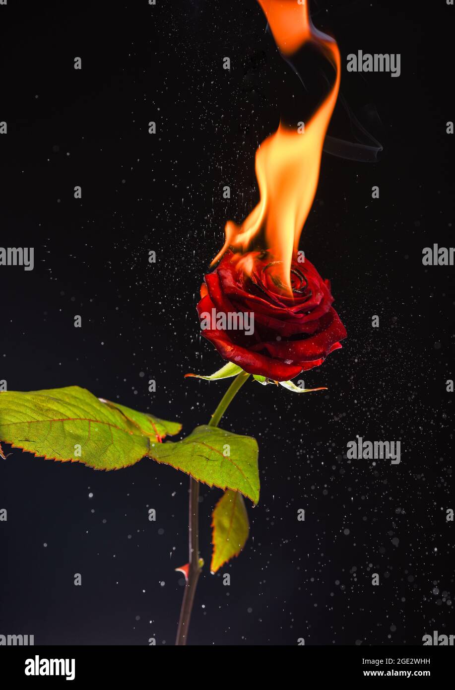 Fresh red rose flower blazing with hot flame and sparks dark background ...