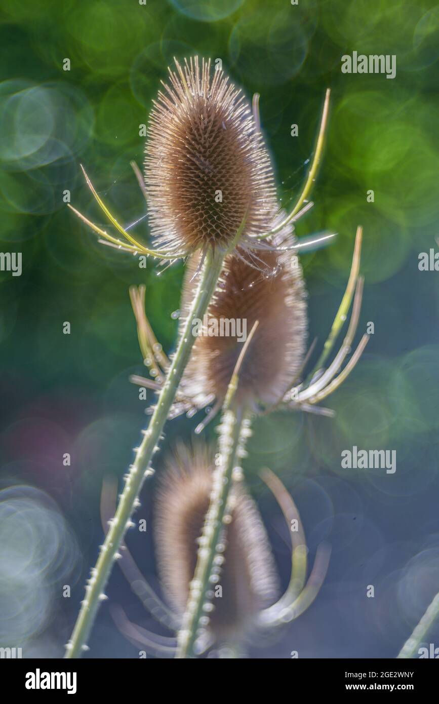 Soapbubble Bubble bokeh and floral abstracts photographed with Meyer Optik Gorlitz Trioplan 100/ ...