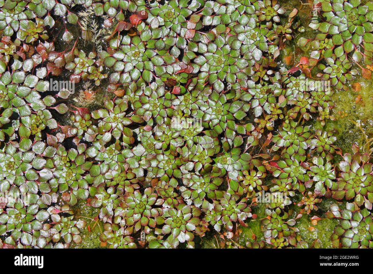 Aquatic plants floating on the surface of the pond in the summer water ...