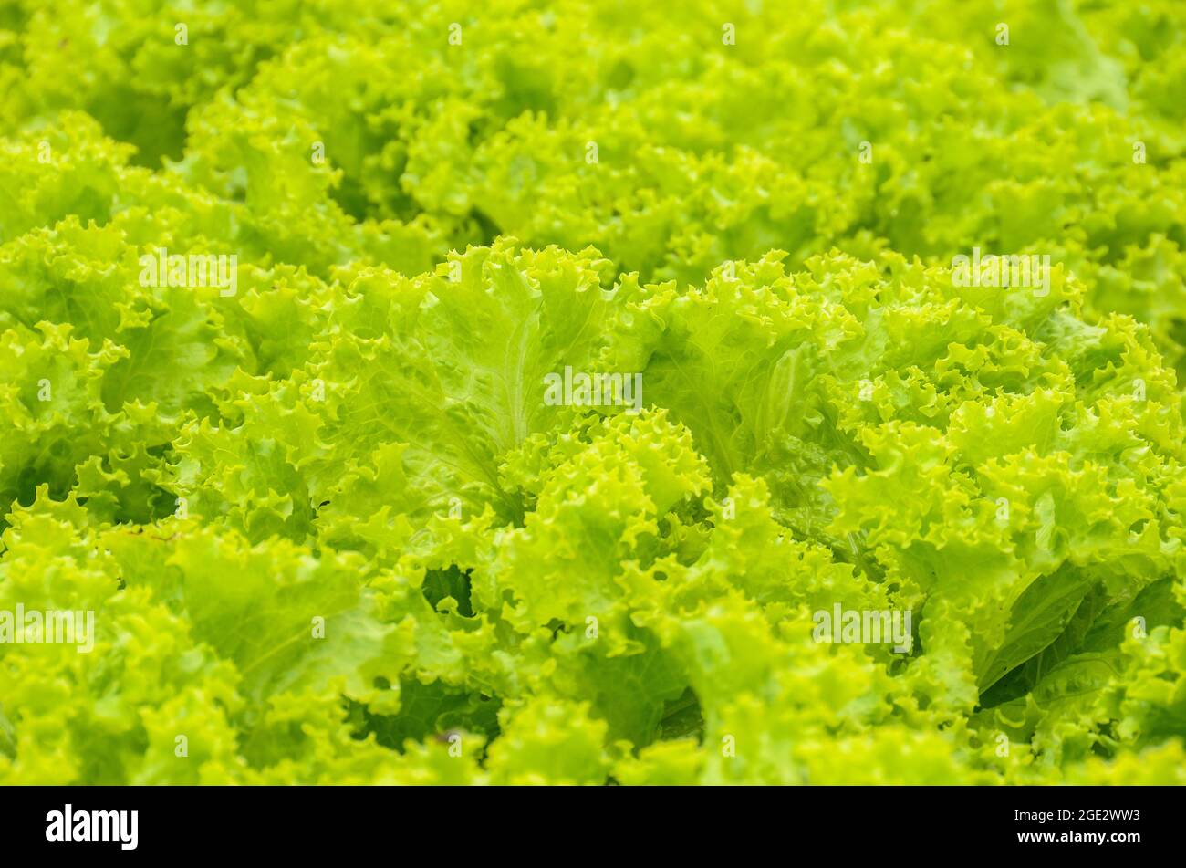 curly lettuce plantation with emphasis on its texture and its green ...
