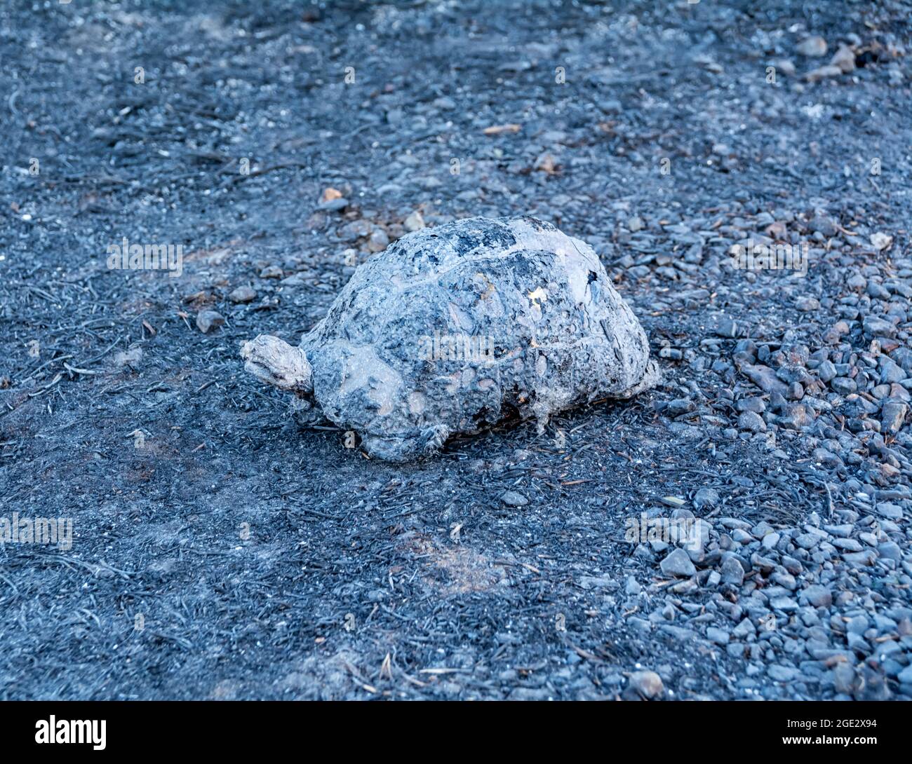 A Tortoise that has been caught in a fynbos wildfire and died, in the ...