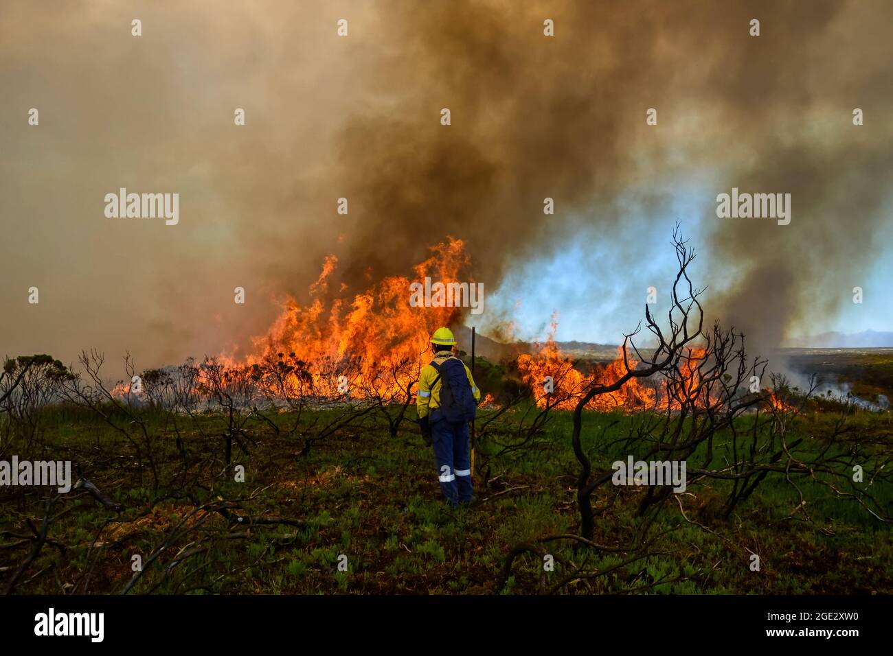 A firefighter standing on the frontline of a fynbos wildfire in the ...